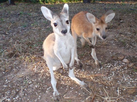 antilopine kangaroo (female) – Bininj Kunwok - Names for Plants and Animals