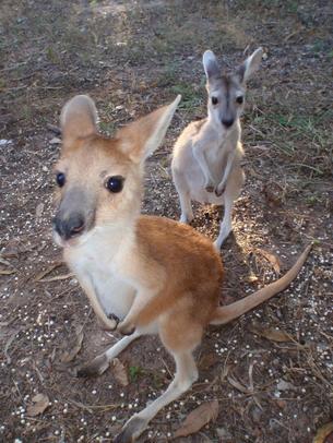 antilopine kangaroo (female) – Bininj Kunwok - Names for Plants and Animals