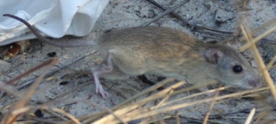 pale field rat – Bininj Kunwok - Names for Plants and Animals