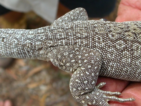 spotted-tree monitor – Bininj Kunwok - Names for Plants and Animals