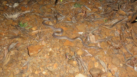 children's python – Bininj Kunwok - Names for Plants and Animals