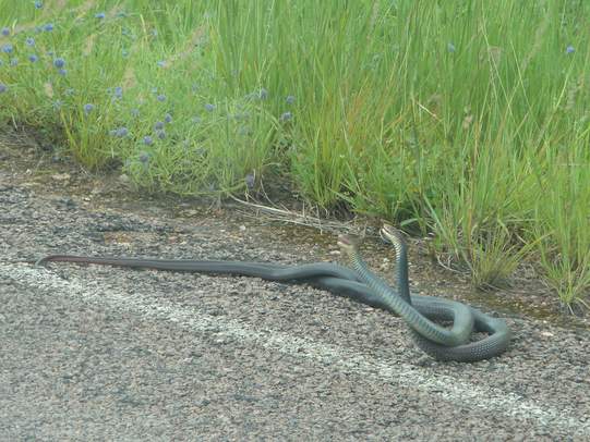 lesser black whip snake – Bininj Kunwok - Names for Plants and Animals